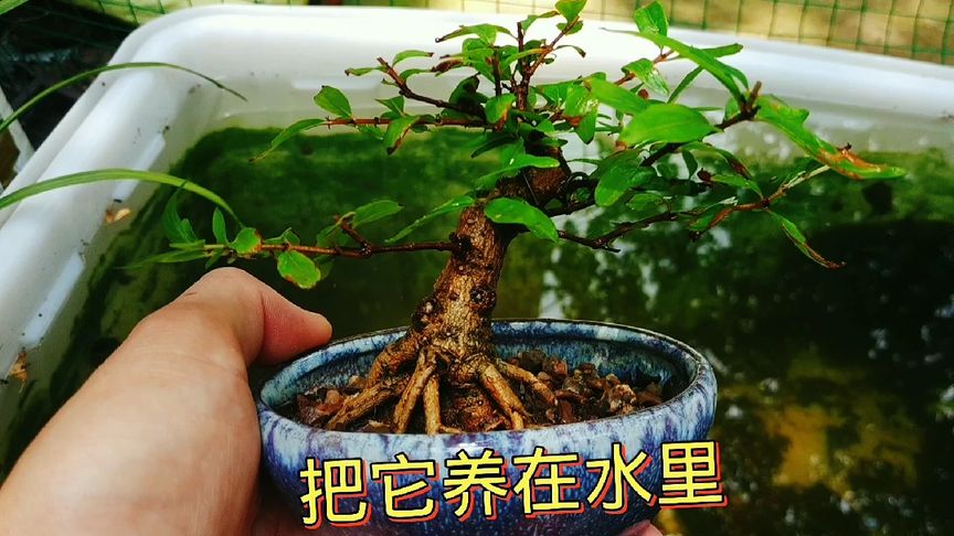 水杨梅能否养在水里?枝条如何快速增粗?迎春夏季如何修剪管理