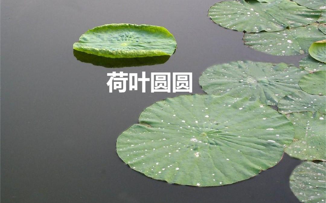 一下:《荷叶圆圆》(含课件教案) 名师优质课 公开课 教学实录 小学语文 ...