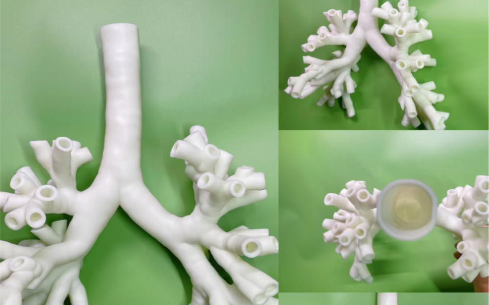 6级支气管模型 支气管镜训练模型 最高7级支气管 支气管模型