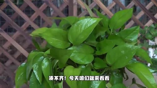 揭秘植物界"五脏俱全"的家族:这些植物竟然都有根茎叶!