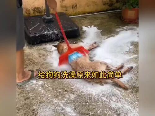 给狗狗洗澡原来如此简单:但有个前提,先得有这样一只狗