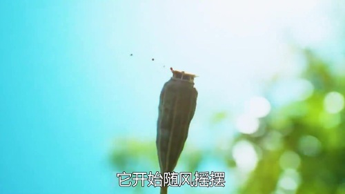 植物传播种子的办法:御风摇摆,雨水撞击