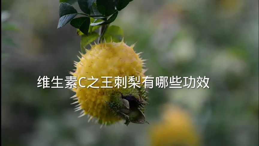 维生素C之王刺梨有哪些功效