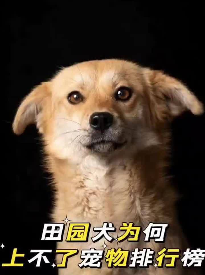 田园犬为何上不了宠物排行榜#狗狗的心思都写在脸上了 #狗狗 #狗