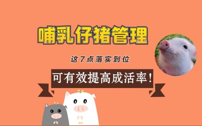 哺乳仔猪的饲养管理很重要!这7点落实到位,可有效提高成活率!