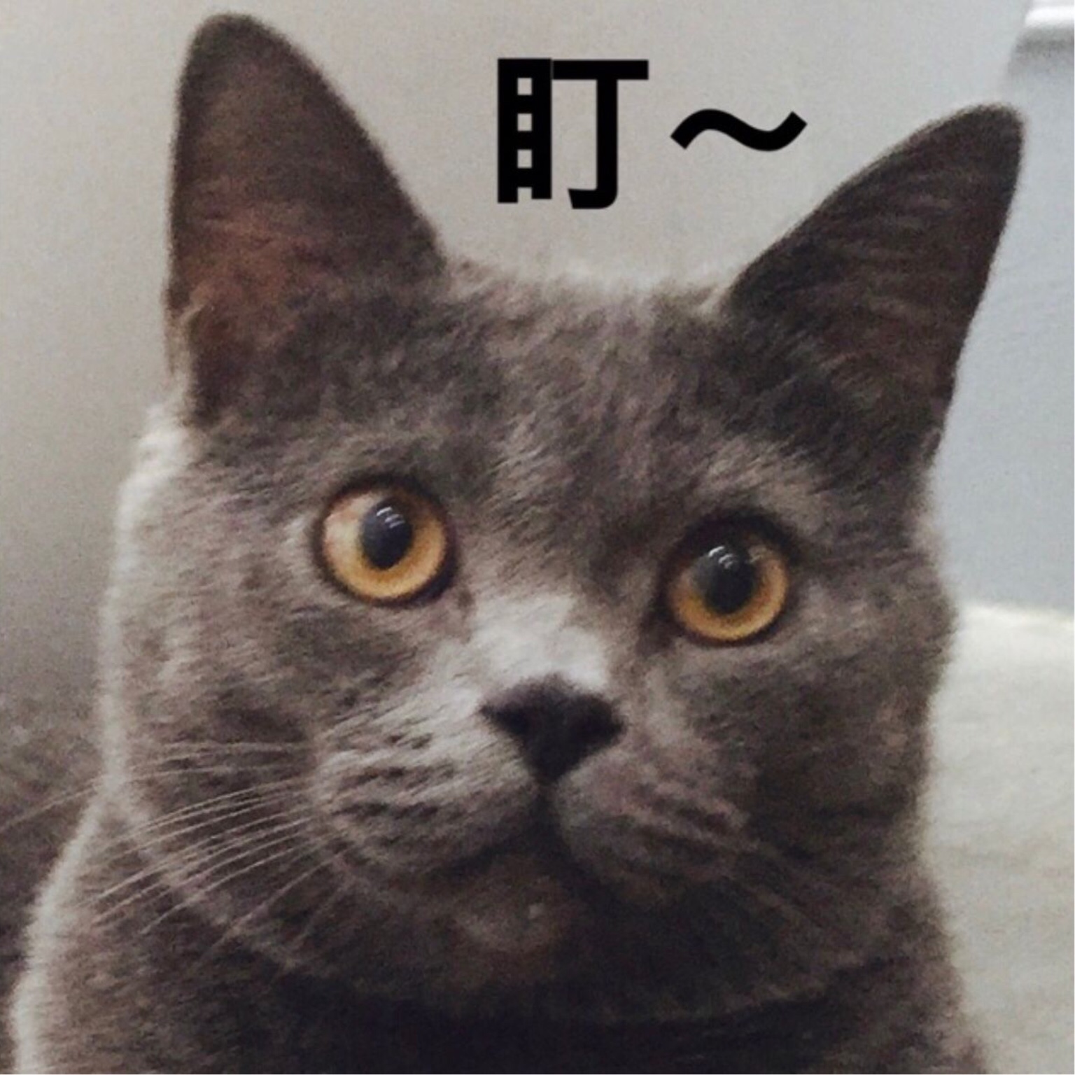 澡上好呀 