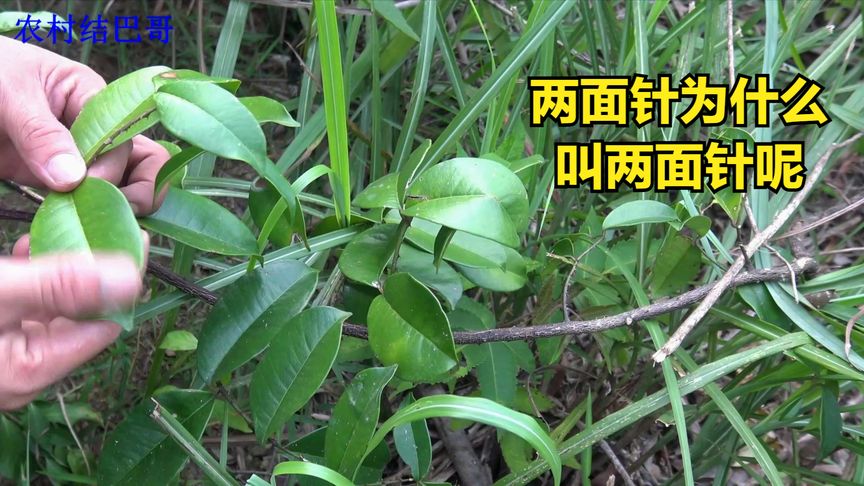 农村这种“两面针”为什么叫两面针呢?有朋友了解吗
