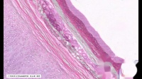气管组织学结构