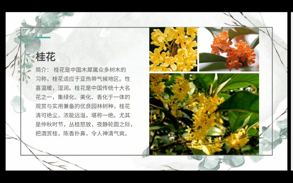 花卉精神篇–桂花