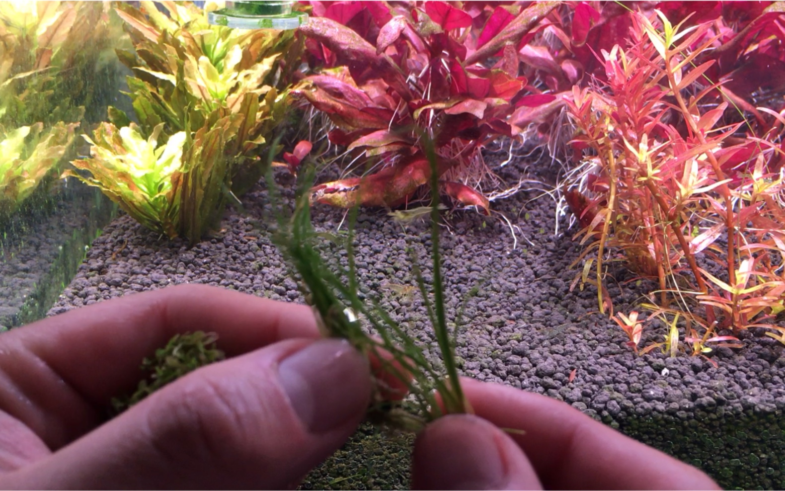 矮珍珠和牛毛的种植教程