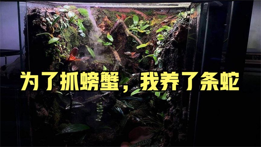 沉浸式制作雨林缸,养殖各种植物和小动物,拿下小丹的法宝!