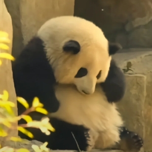 果赖的宝肚 
