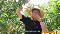 黄皮仅仅是水果吗?还有诸多益处你懂了吗