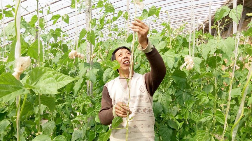 农民种蔬菜,祥子手把手教你测土壤酸碱度,2分钟学会