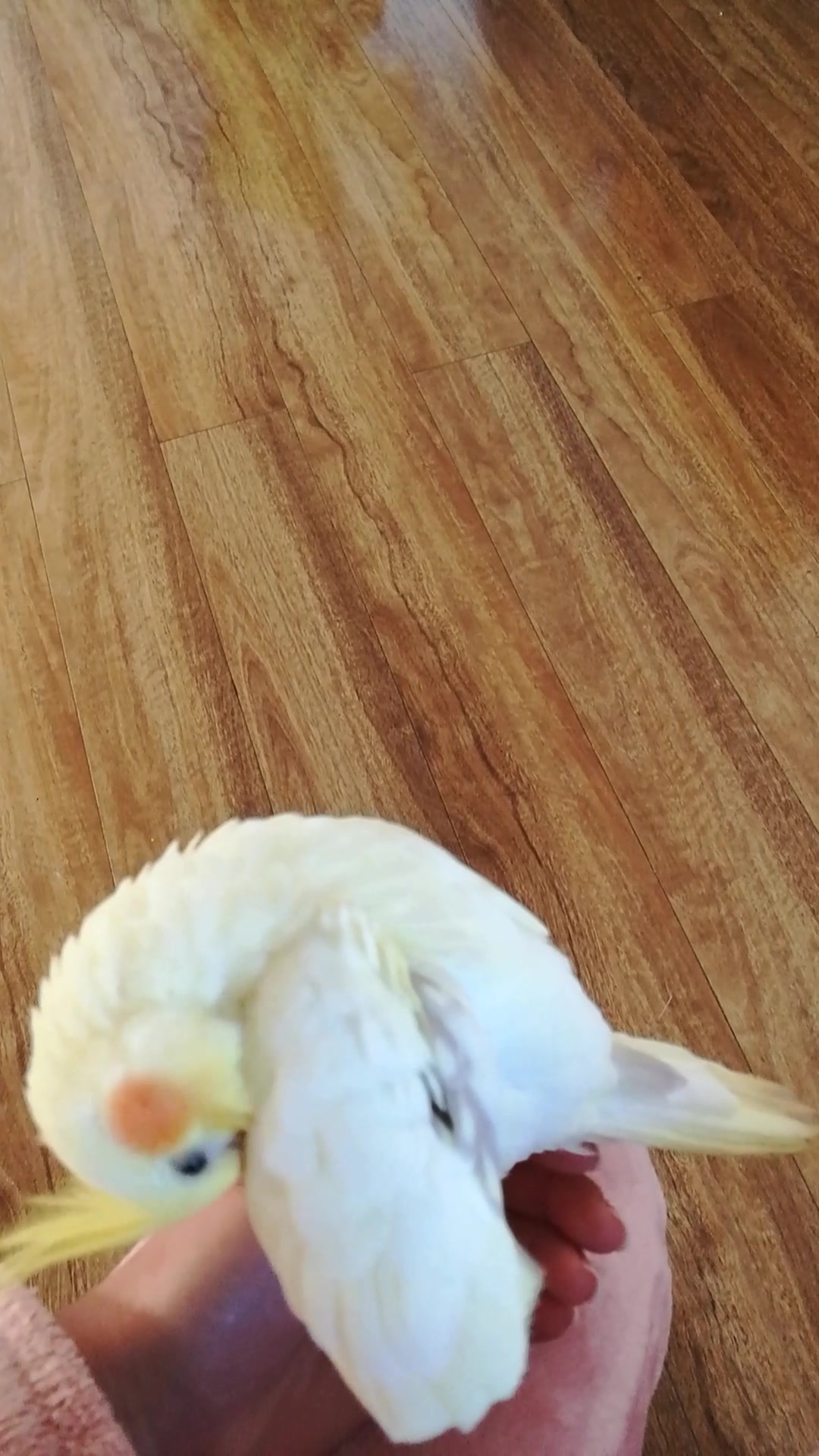 【玄凤】基本介绍