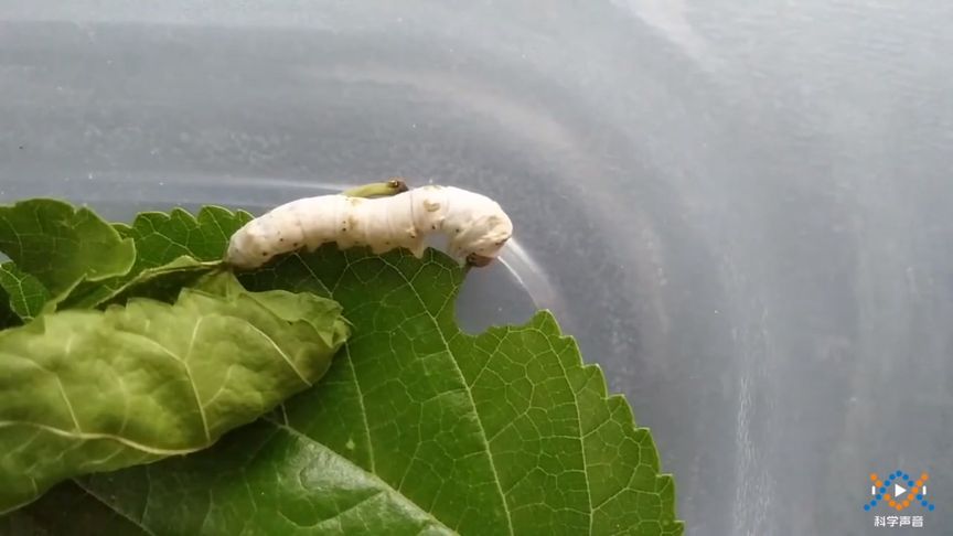 1、观察蚕的身体结构