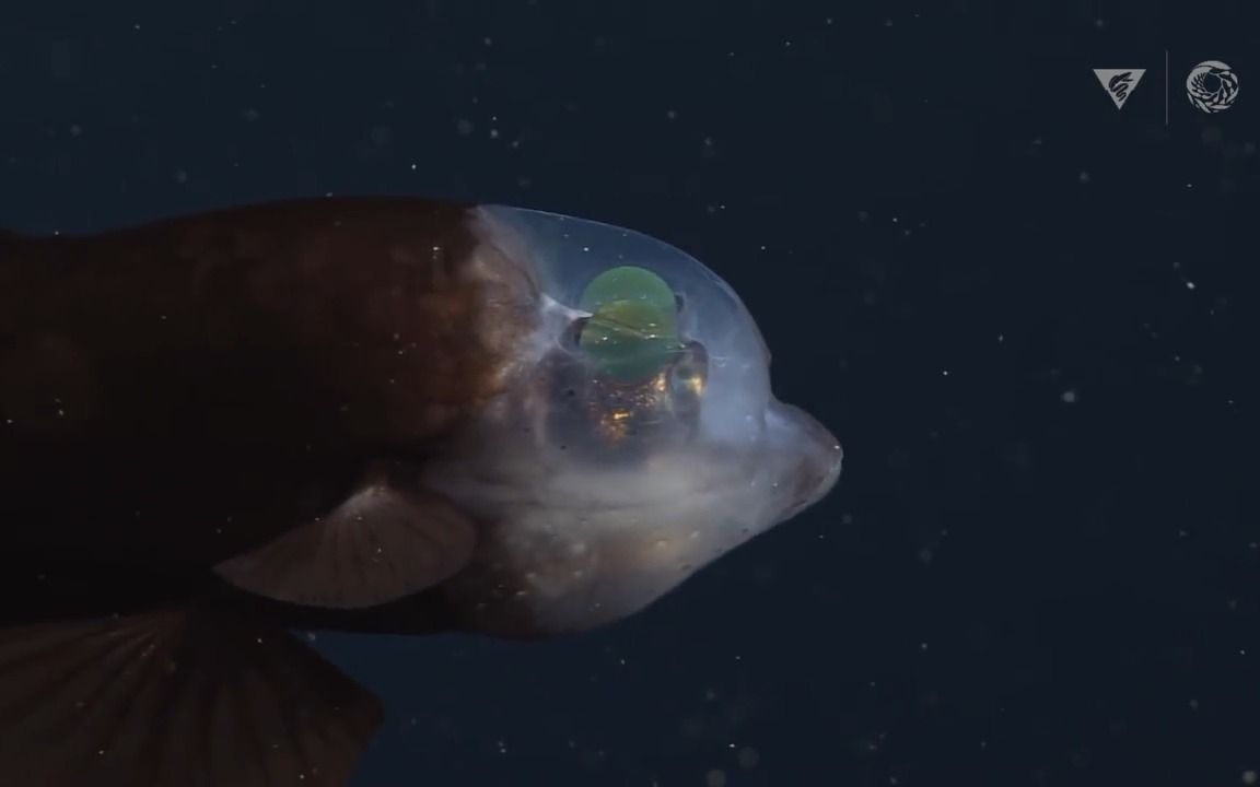 ...充满透明液体,其中绿色晶状体为眼部,嘴上方两个点点是嗅觉器官。它