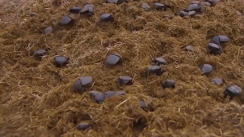 大象的粪便是昆虫和甲虫的主食,而昆虫和甲虫则是缟獴的主食