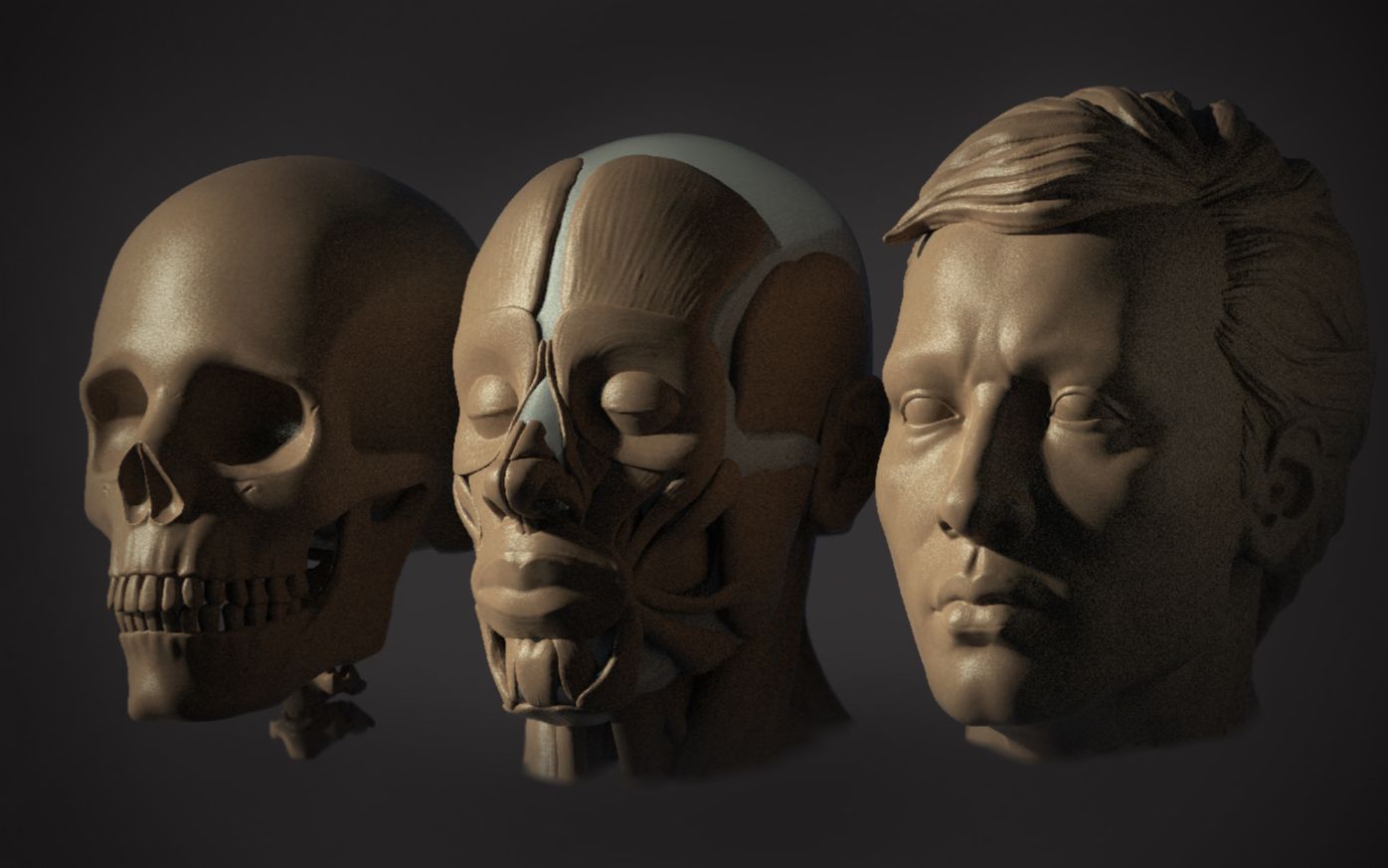 ZBrush雕刻人体结构(骨骼-肌肉-皮肤)