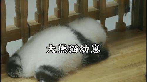 大熊猫幼崽成长之路