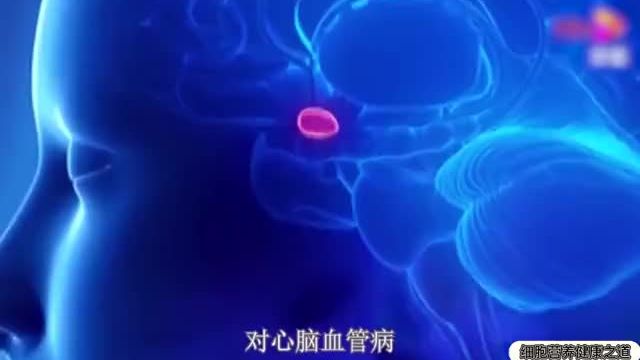 肽是构成血管壁的重要营养物质