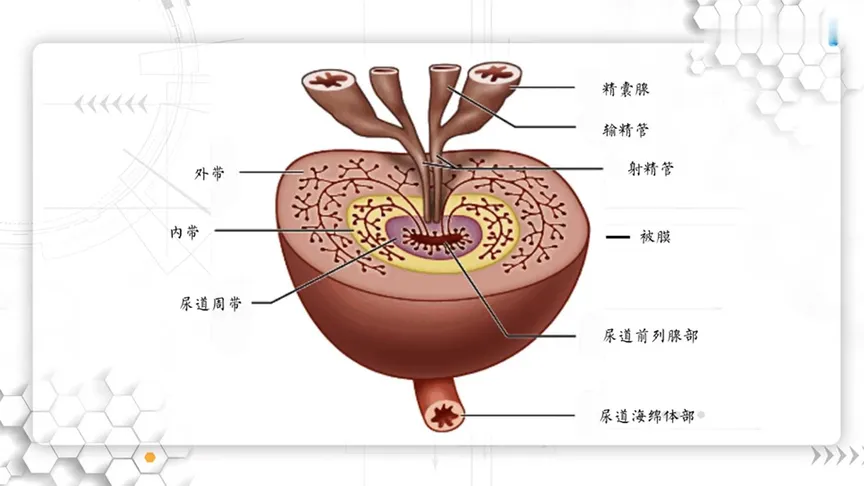 组织学与胚胎学:男性生殖系统—16.3前列腺结构和前列腺癌