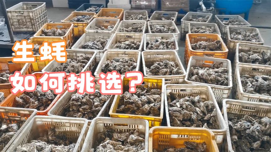 生蚝哪里不能吃,肚子里究竟是什么东西,都能吃吗