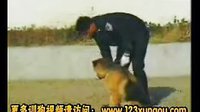 训练教柯基犬上厕所大小便