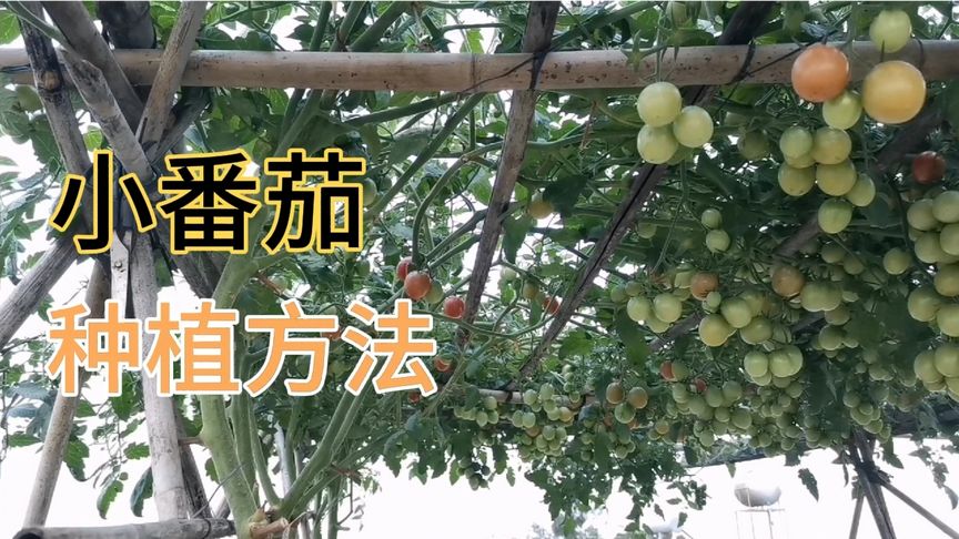楼顶种小番茄总是长不好,试试我的栽种方法,长得好果子又多