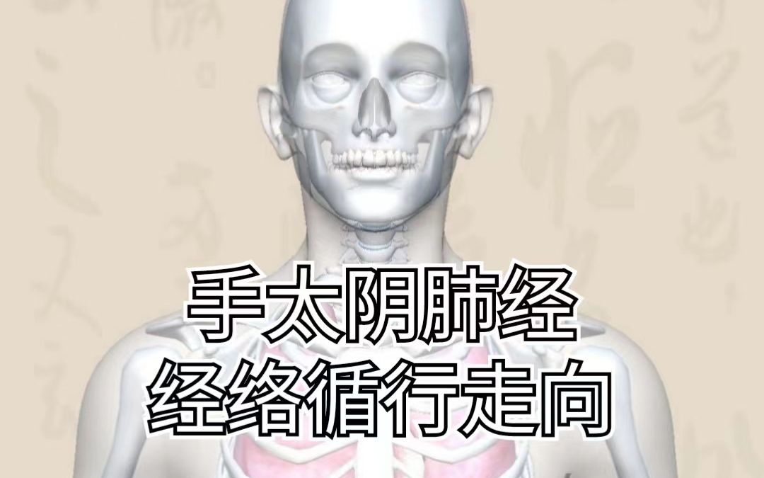 手太阴肺经-经络循行走向+经穴歌诀