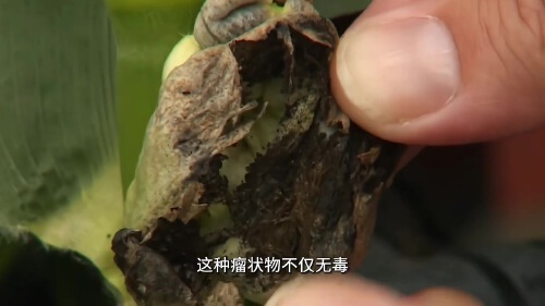 长在玉米的瘤状物看似恶心却饱含营养那么你吃过吗?