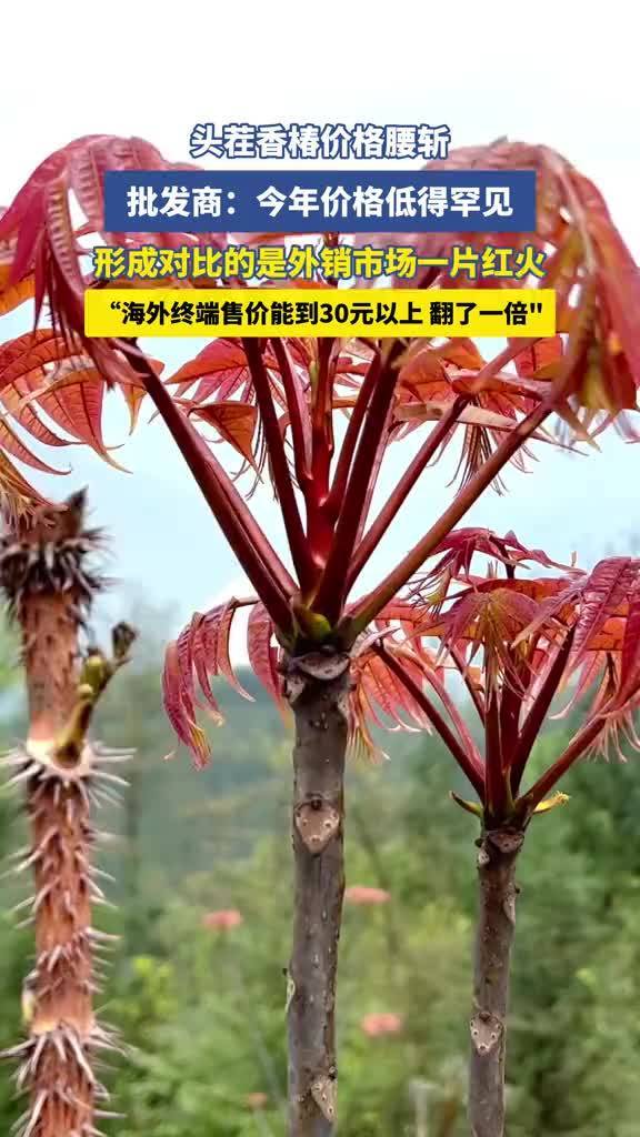 头茬香椿价格腰斩,批发商:今年价格低得罕见