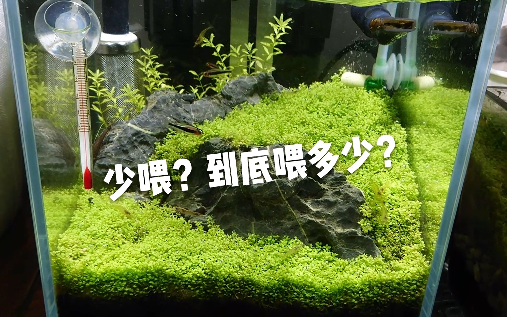 【草缸迷你矮珍珠】矮珍珠缸防藻到底喂多少?