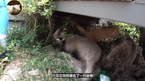 小姐姐被猪獾外表欺骗,错把猪獾当宠物养,没见过这么凶的宠物!