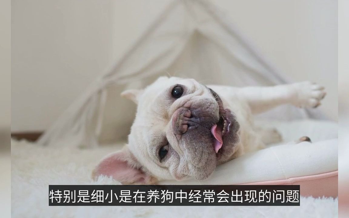 狗为什么会得细小?有什么原因呢?