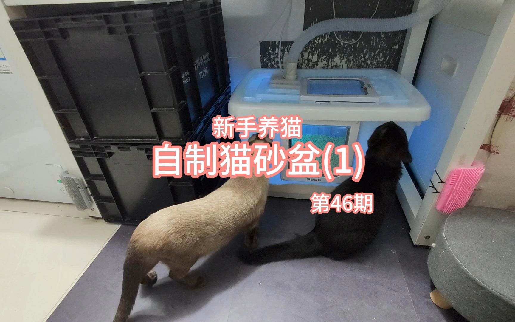 ❤️新手养猫,自制杀菌除臭猫砂盆(1)❤️