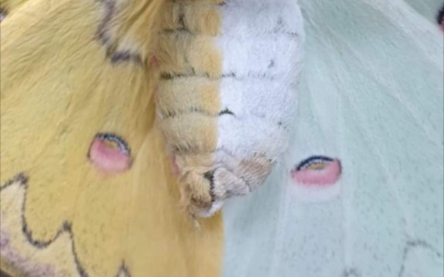【转载】雌雄嵌体的华尾大蚕蛾Actias sinensis