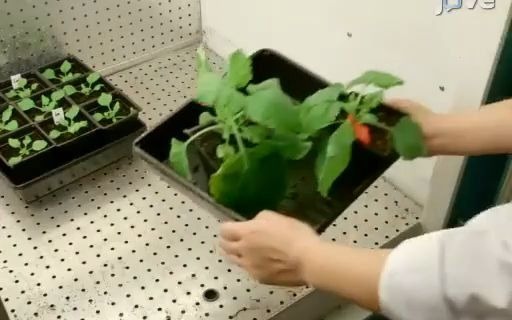 使用烟草瞬时表达系统对MAPK信号通路的空间重组进行成像