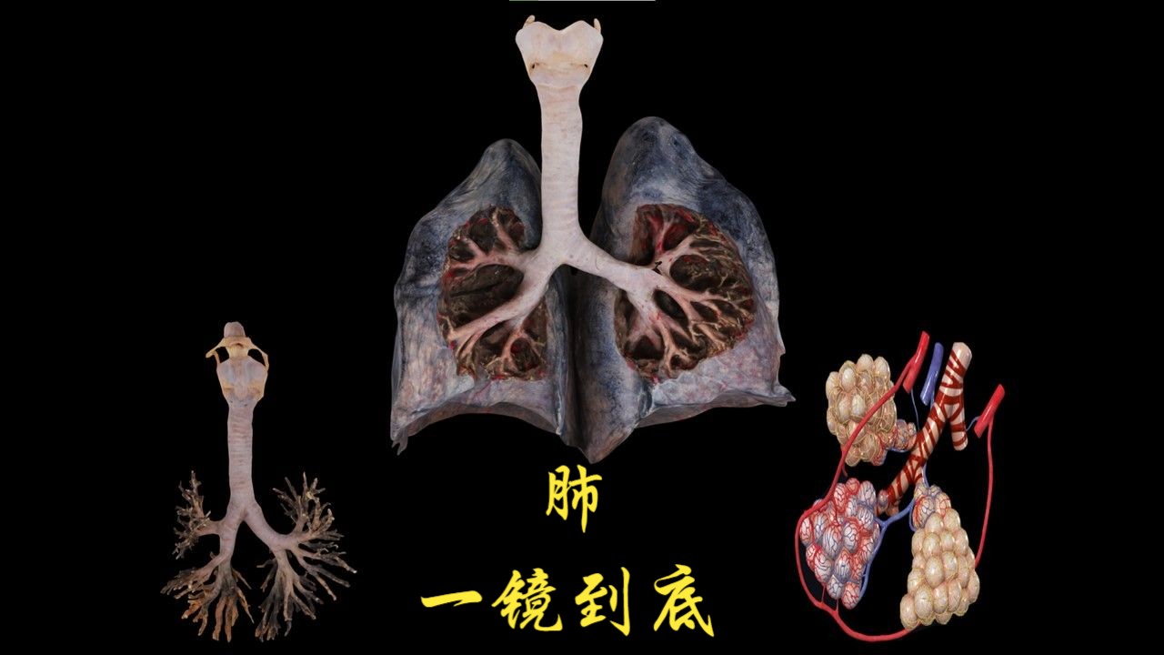肺的内部:肺泡、支气管