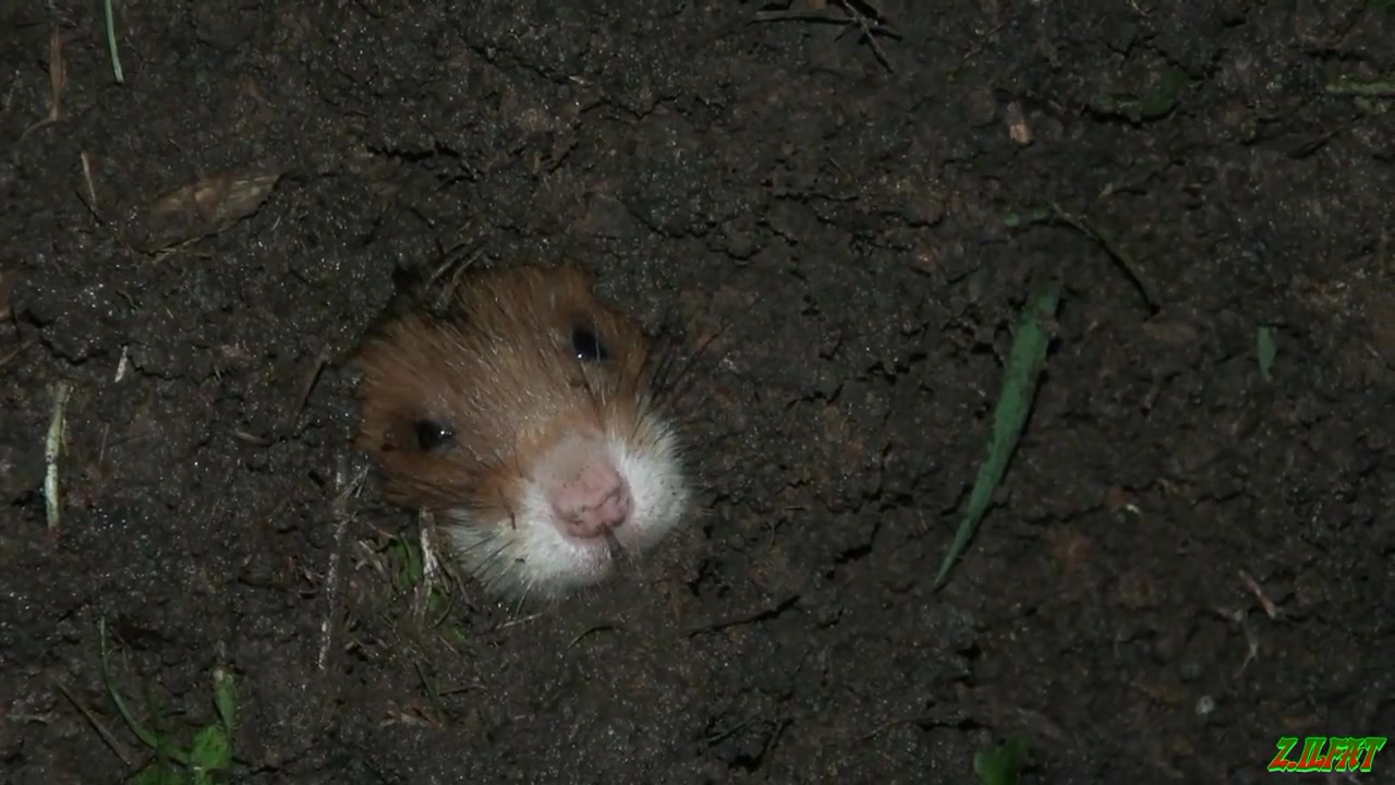 【野生仓鼠篇】夜间活动