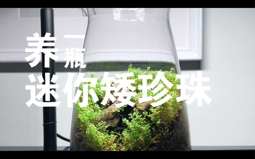 迷你矮珍珠淹没骨架,逐渐变厚,带来的问题是底部缺光发黄