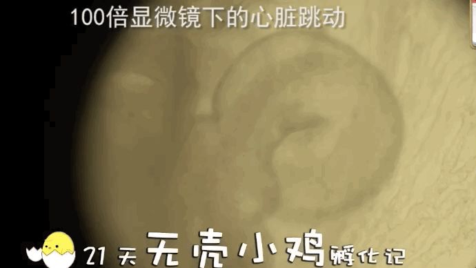 21天无壳小鸡孵化记|第3天:100倍显微镜下的血液流动