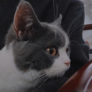 旺仔宅宅猫 