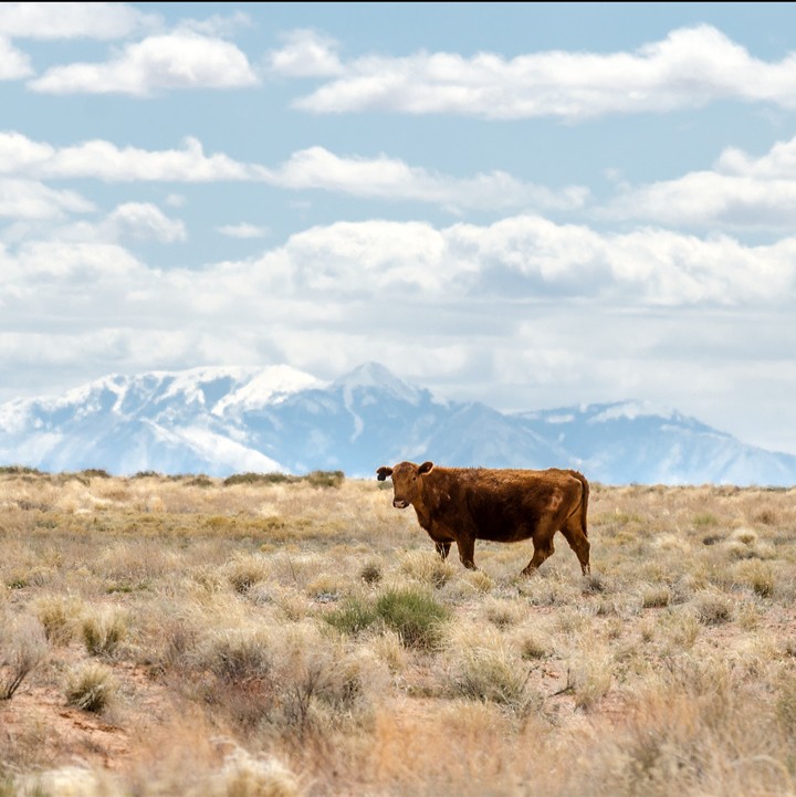 大草原好物精选 