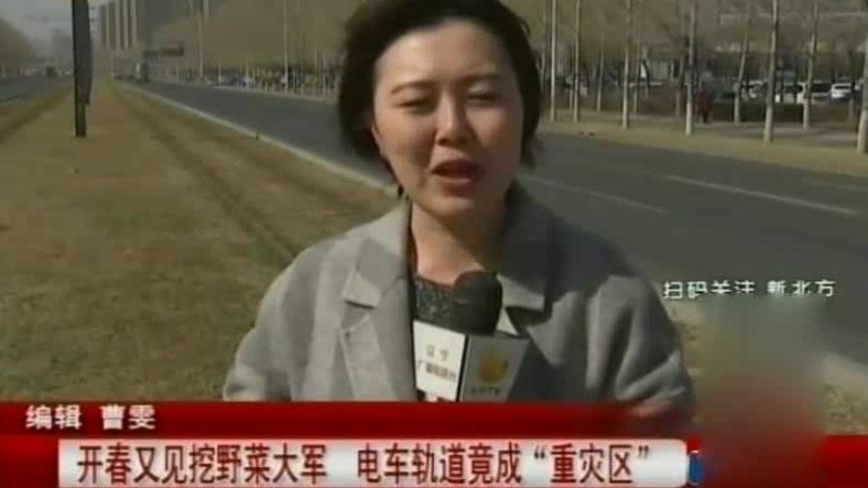 开春又见挖野菜大军,电车轨道成了“重灾区”