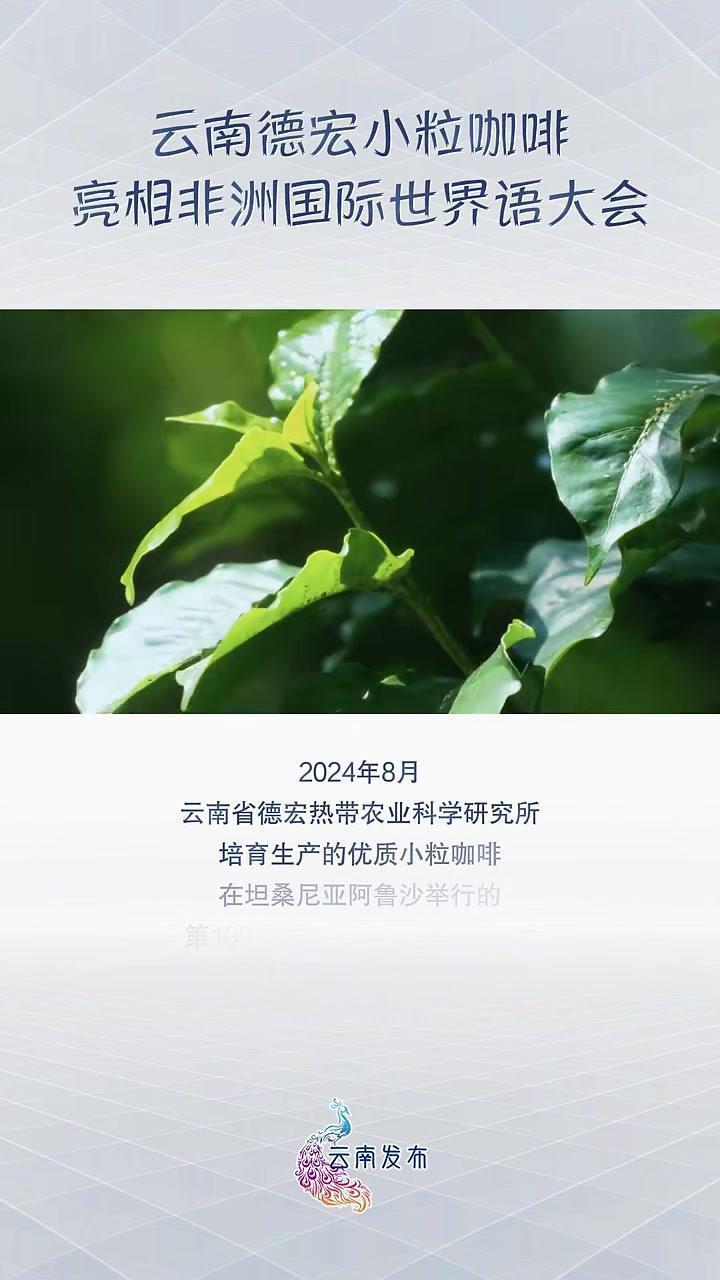 香飘世界!#云南德宏小粒咖啡亮相第109届国际世界语大会#有一种叫...