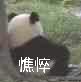 维生素Covo 