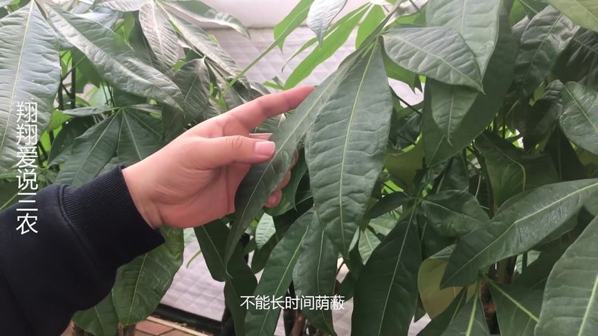 翔翔爱说三农:盆栽发财树的养护管理分享给大家