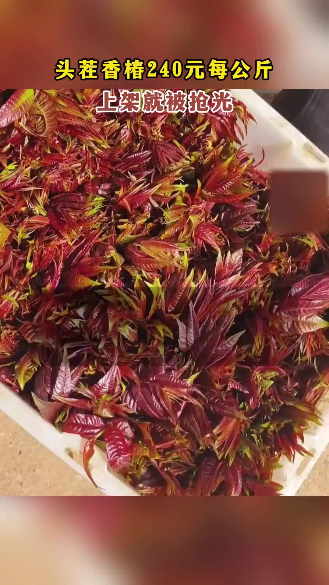 头茬香椿240元每公斤,上架就被抢光!