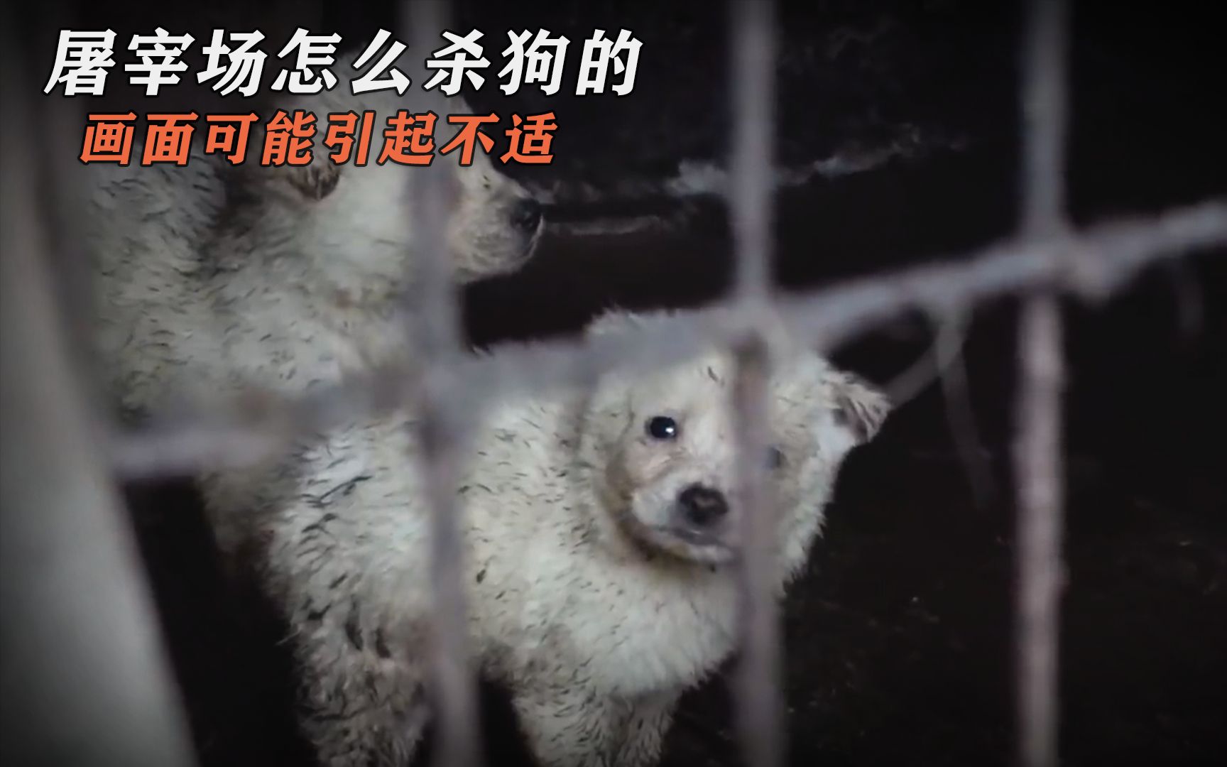 屠宰场是怎么杀狗的？画面虽已处理，也请谨慎观看